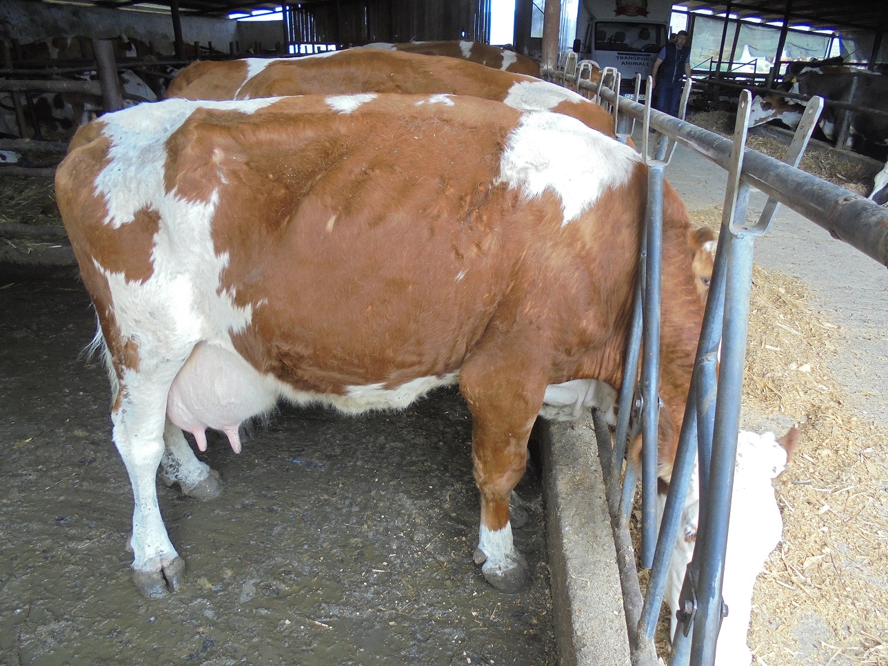 Piața laptelui: mai puțin lapte de vacă în aprilie 2020 față de aprilie ...