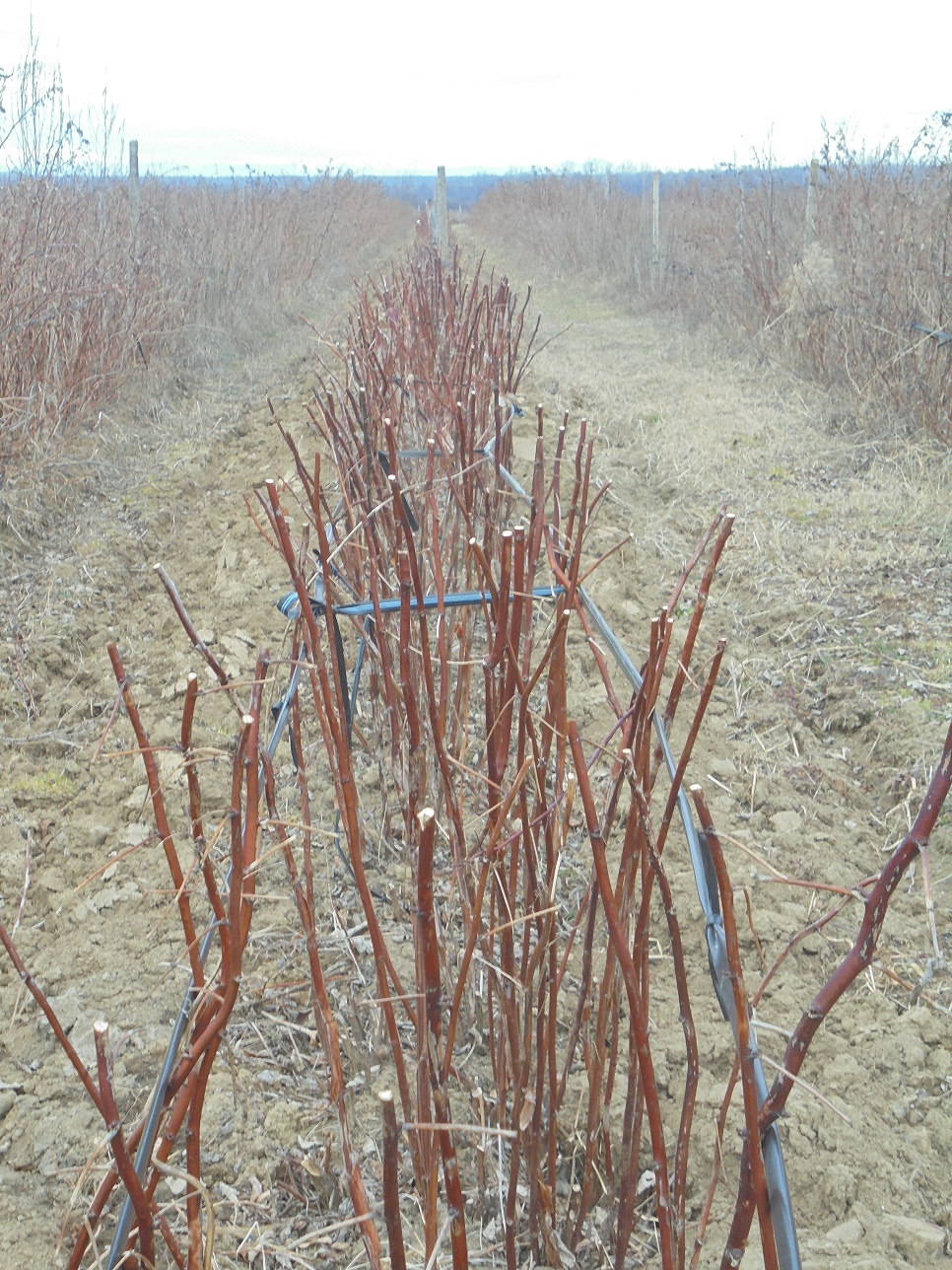 Lantulalimentar.ro în județul Dâmbovița: Chiar dacă este licențiat în ...