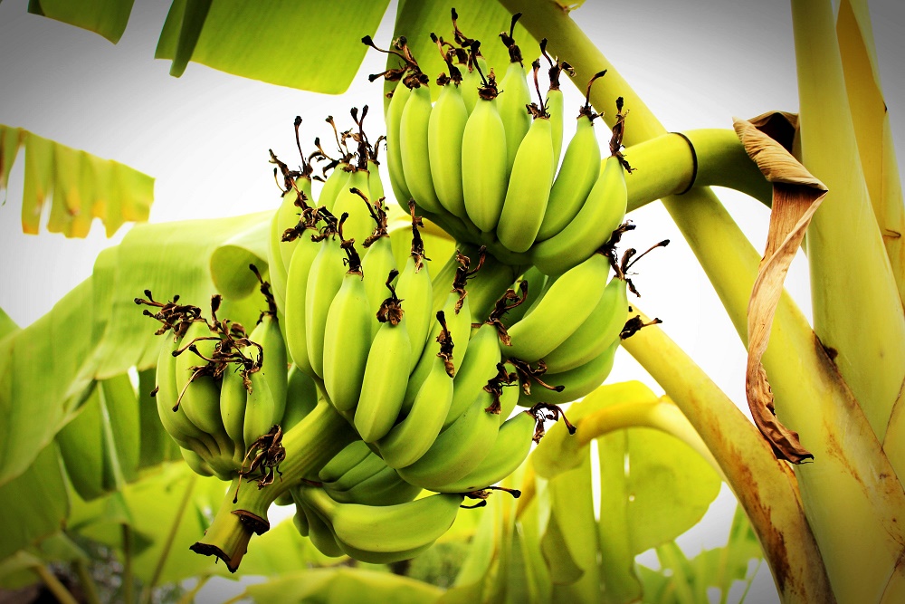 Piața bananelor: europenii au crescut consumul cu peste un milion de ...
