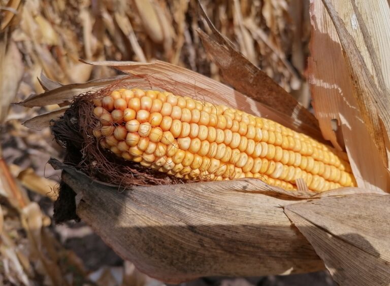 Revista Ferma: ”Care este ”prețul corect” cerut pe facebook pentru 1 ...