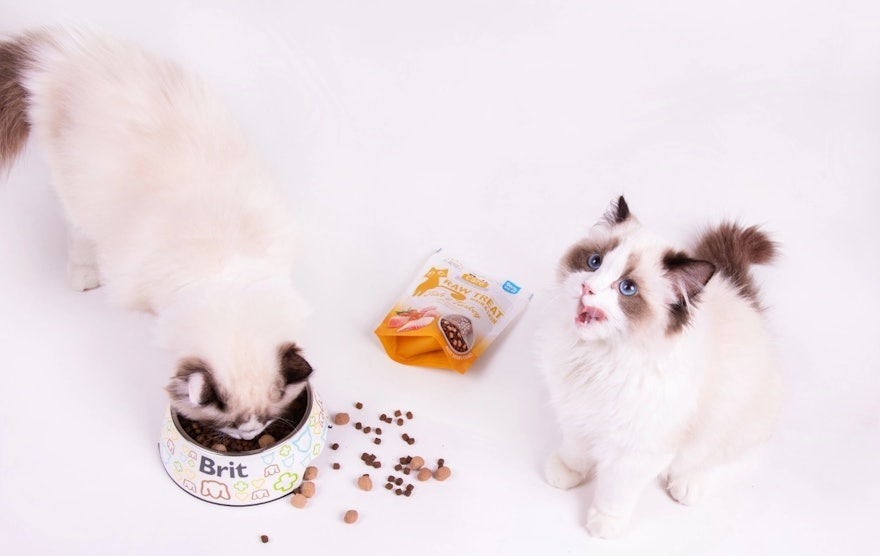 Vafo lansează recompense super-premium pentru pisici / Sunt disponibile ...