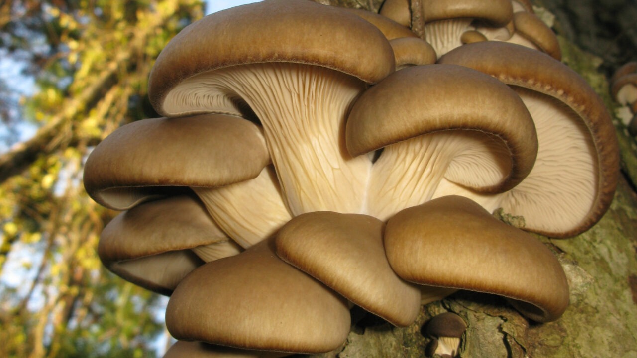 Trei dintre cele mai sănătoase ciuperci pe care le poți consuma / Te ...