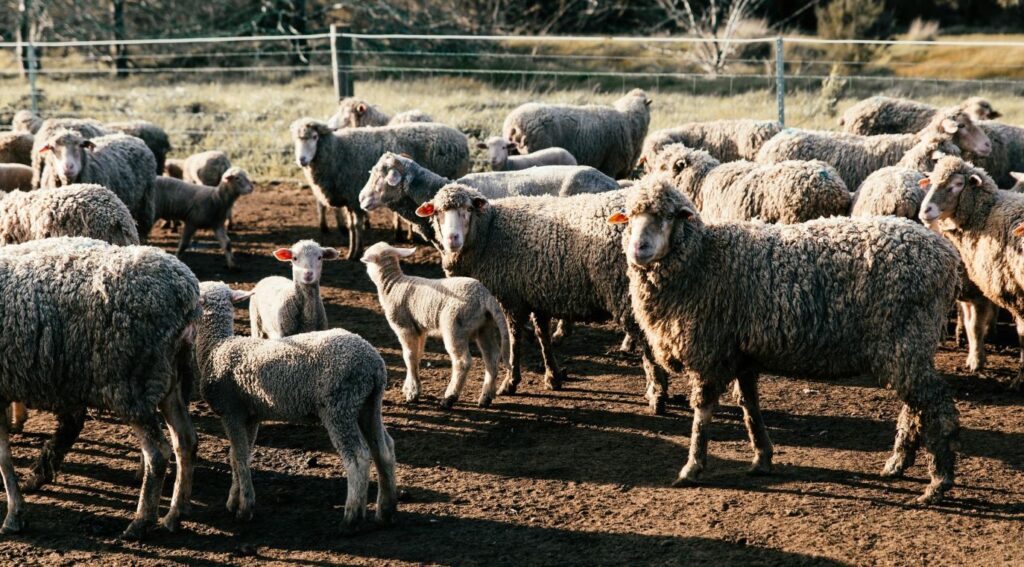 Iordania a reluat importurile de carne de oaie din România, dar nu și ...