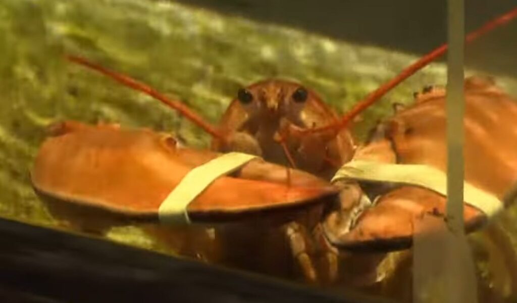 Cum a devenit homarul un simbol cultural