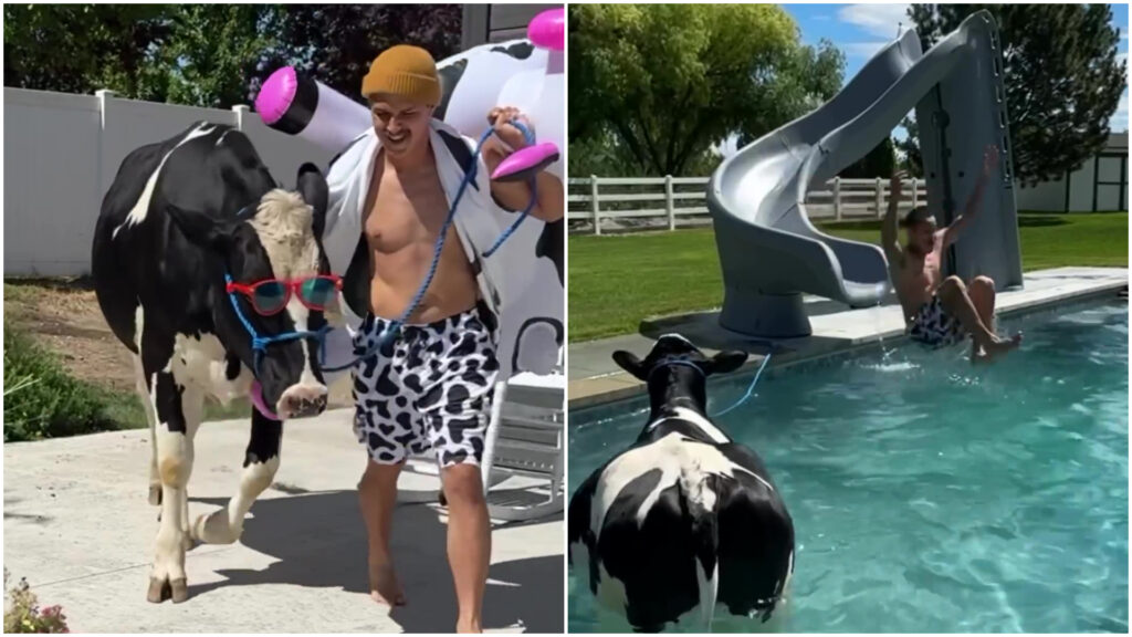 „Bruce”, vaca de la o fermă care a devenit o senzație pe internet ...