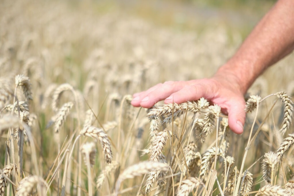 Scădere cu 40% a exporturilor de grâu din România pe piețele din afara ...