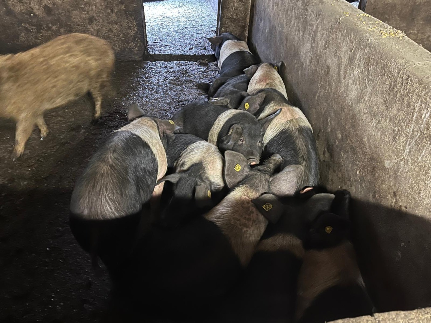 Rasa de porc românească „Bazna” | Crescător de porci: „S-a format în ...