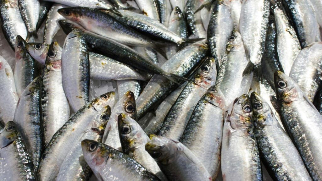 Heringul atlanto-scandian, motiv de nemulțumire pentru trei state ...