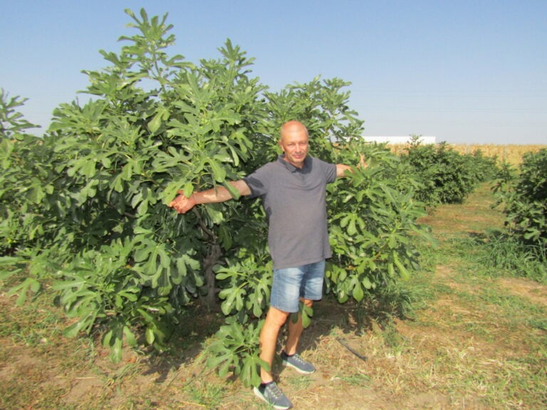 Smochini, o cultură rentabilă și la Buzău